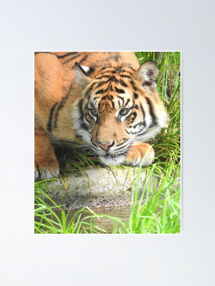 "Sumatran Tiger" Poster for Sale by kirstybush | Redbubble