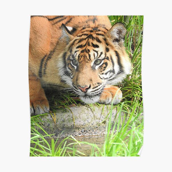 "Sumatran Tiger" Poster for Sale by kirstybush | Redbubble