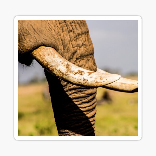 "Elephant tusk" Sticker for Sale by RugiWinnie | Redbubble