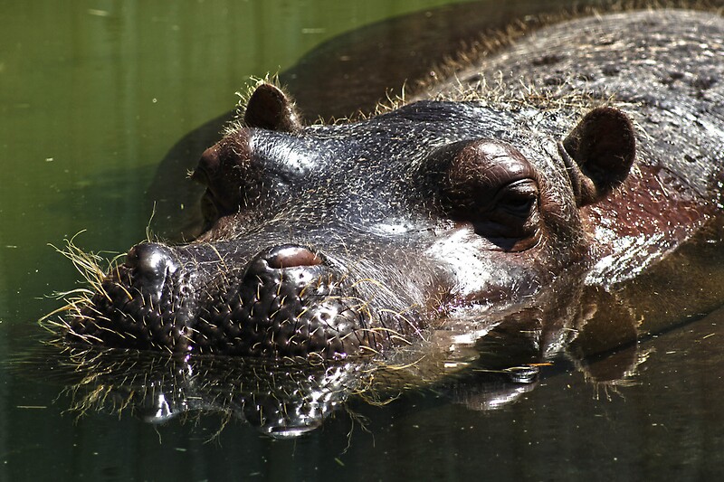 "Hairy Hippo" by ☼Laughing Bones☾ | Redbubble