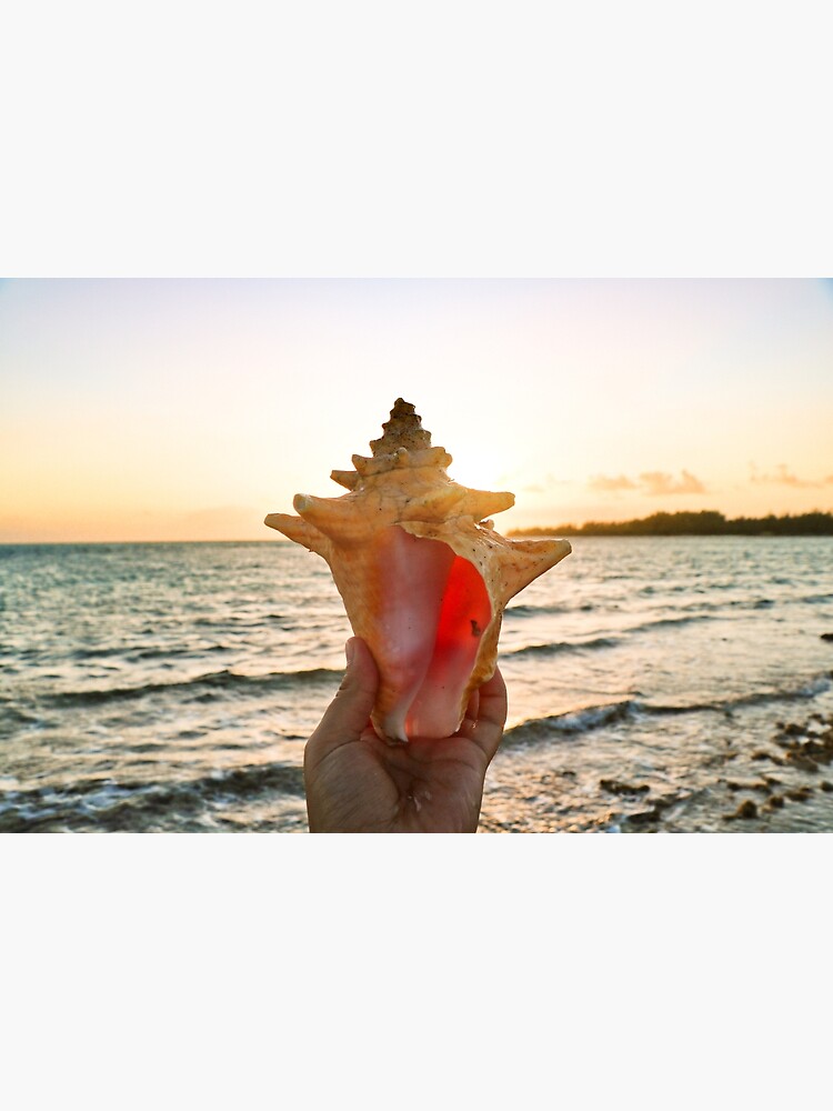 "The magic conch shell" Poster for Sale by rsthayer | Redbubble