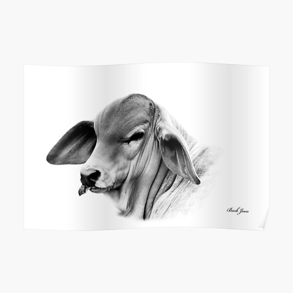 "BRAHMAN CALF, PORTRAIT, WALL ART" Poster for Sale by Tinpants | Redbubble