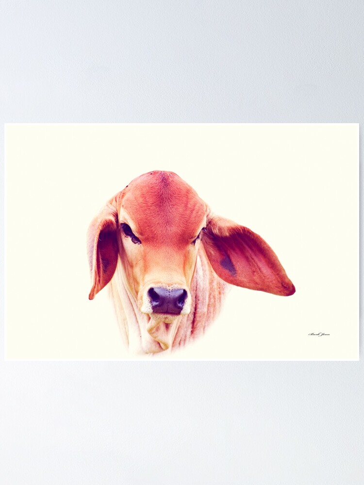 " BRAHMAN CALF, PORTRAIT, WALL ART" Poster for Sale by Tinpants | Redbubble