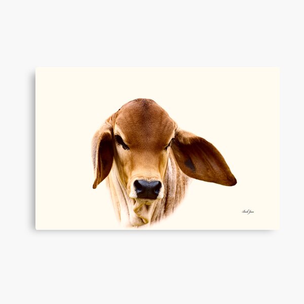 Brahman Cattle Gifts & Merchandise | Redbubble