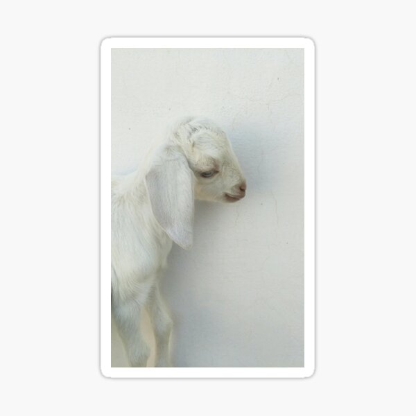 "Baby goat" Sticker by KaviyarasuC | Redbubble