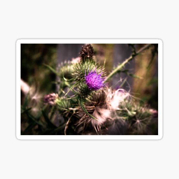 "Thistle" Sticker for Sale by OlympiaEllinas | Redbubble