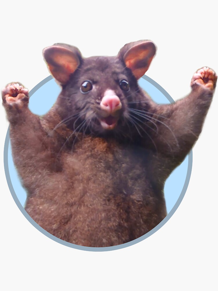 "Copy of wahoo rat - positive possum meme (improved)" Sticker for Sale ...