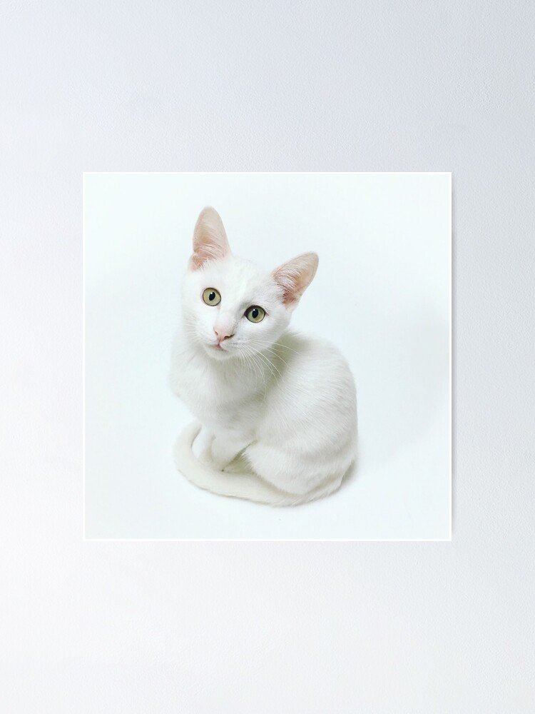 "Cute white cat" Poster for Sale by Flxflx69 | Redbubble