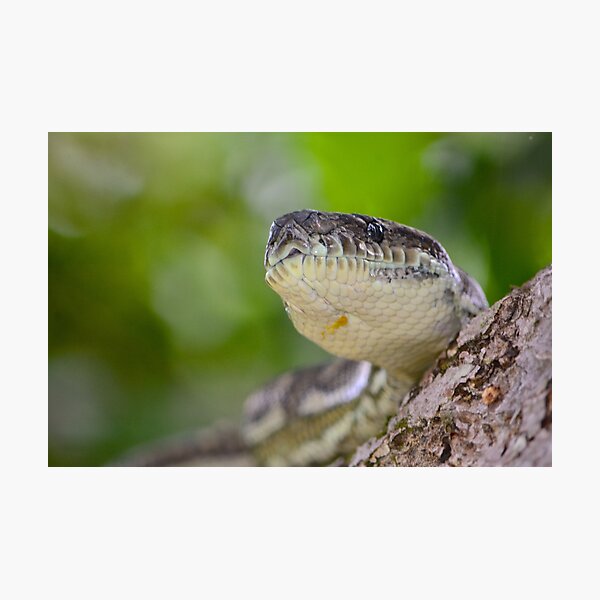 "Australische Teppichpython in einem Regenwald" Fotodruck von megforbes ...