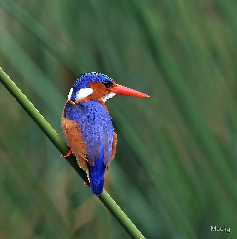 "Another Splash of Colour....." by Macky | Redbubble