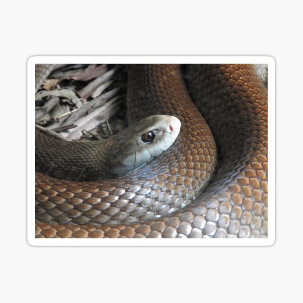 "Coastal Taipan" Sticker for Sale by kirstybush | Redbubble