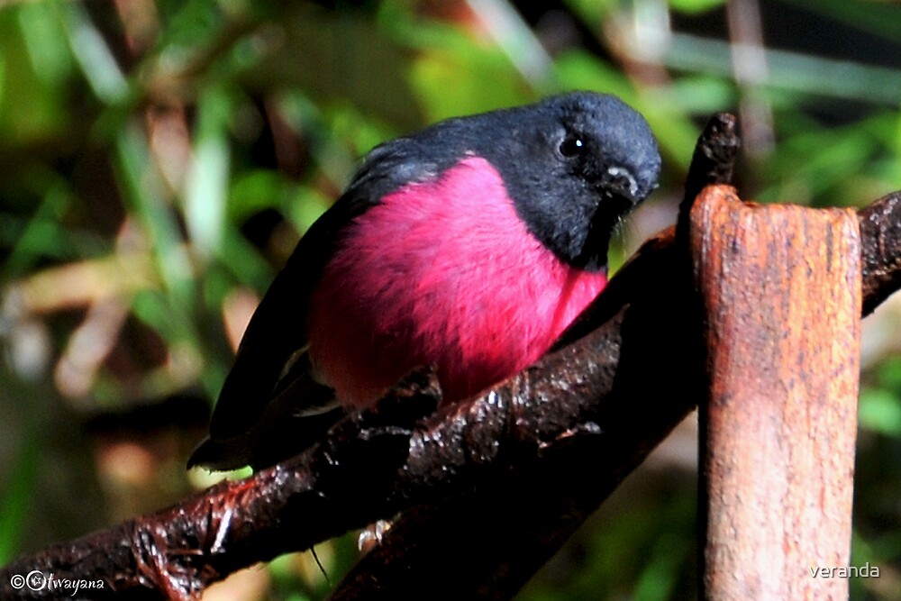 "pink robin otway fly victoria australia" by veranda | Redbubble