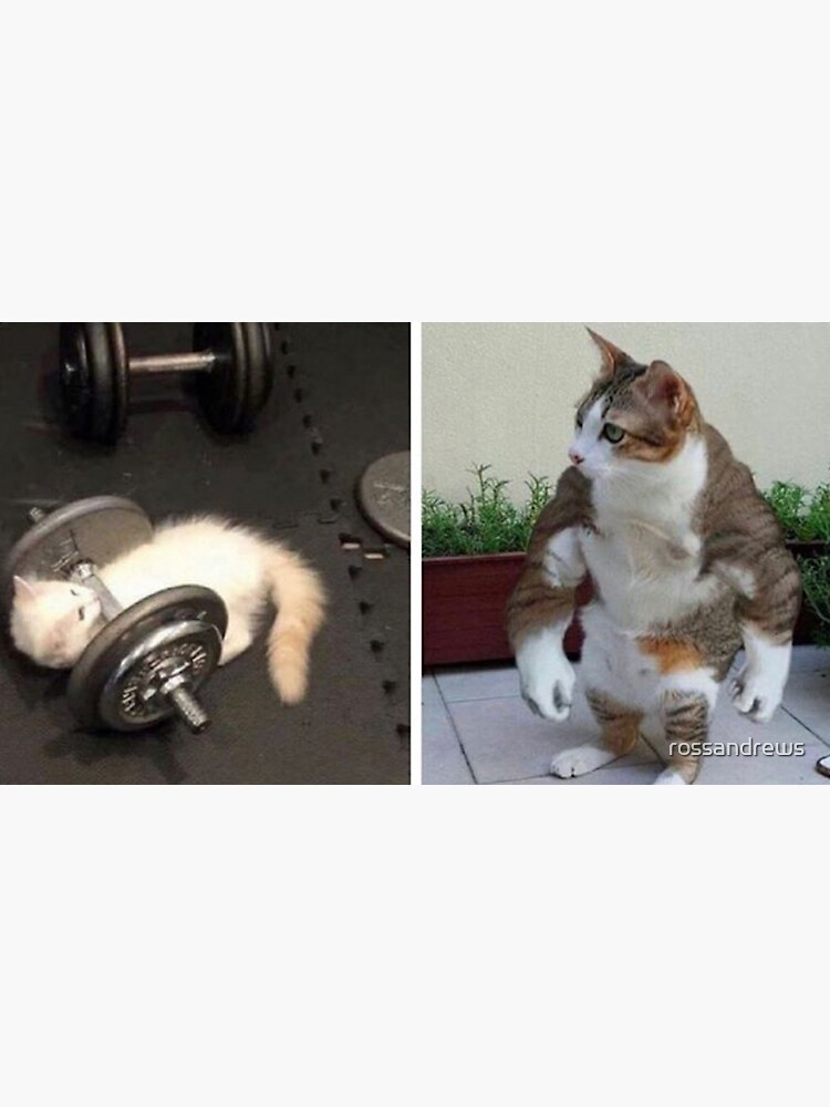 "JACKED CAT MEME Sticker" Sticker for Sale by rossandrews | Redbubble