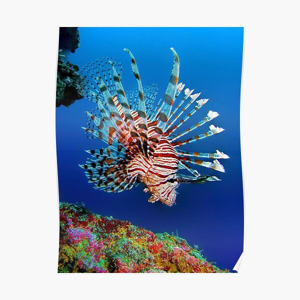 "Lionfish at Apo Reef" Poster for Sale by henryjager | Redbubble