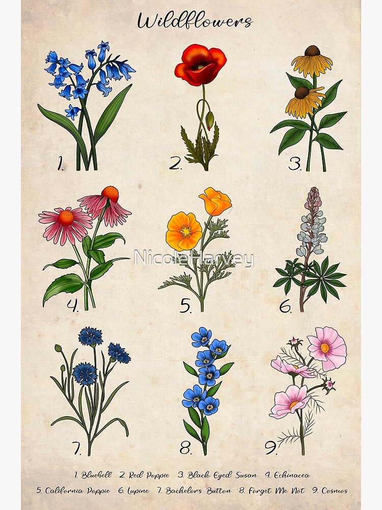 "Vintage Floral Wildflower Illustrations " Art Print by NicoleHarvey ...
