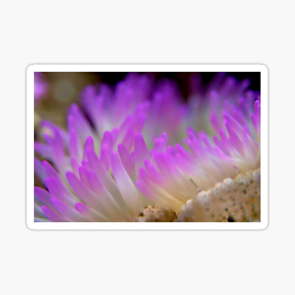 "Royal Flush" Sticker for Sale by DaogreerEarth | Redbubble