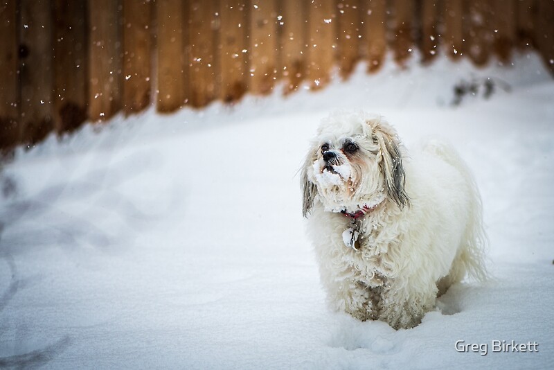 "I see a Squirrel!" by Greg Birkett | Redbubble