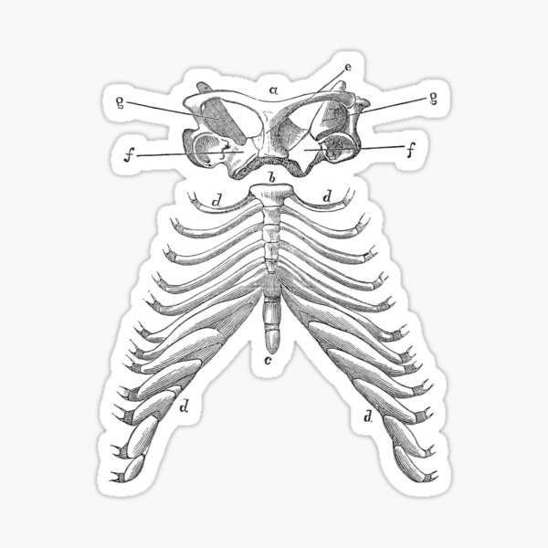 "Rib Cage" Sticker for Sale by peanutroaster | Redbubble