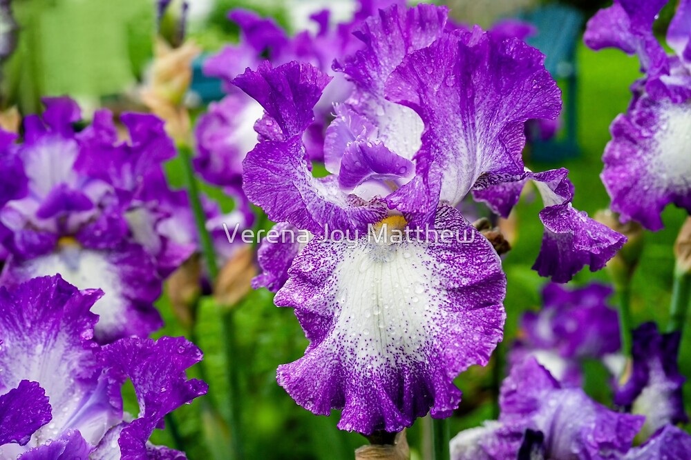 "Ruffled Iris" by onepony | Redbubble