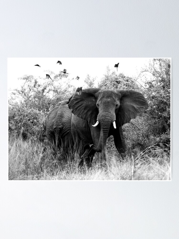 "The Standoff" Poster for Sale by naturalnomad | Redbubble