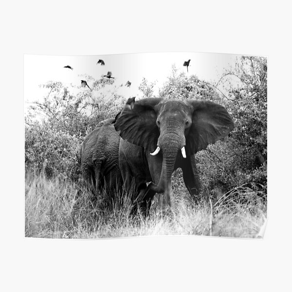 "The Standoff" Poster for Sale by naturalnomad | Redbubble