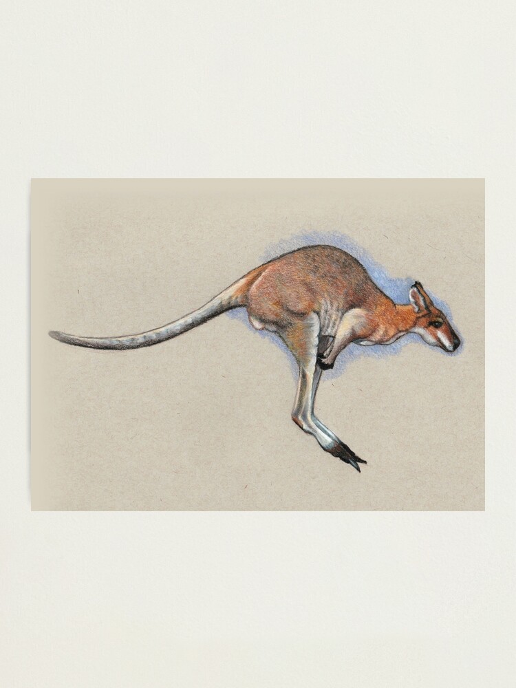 "KANGAROO Leaping, Colour Pencil Art, Wildlife, Australia, Marsupial ...