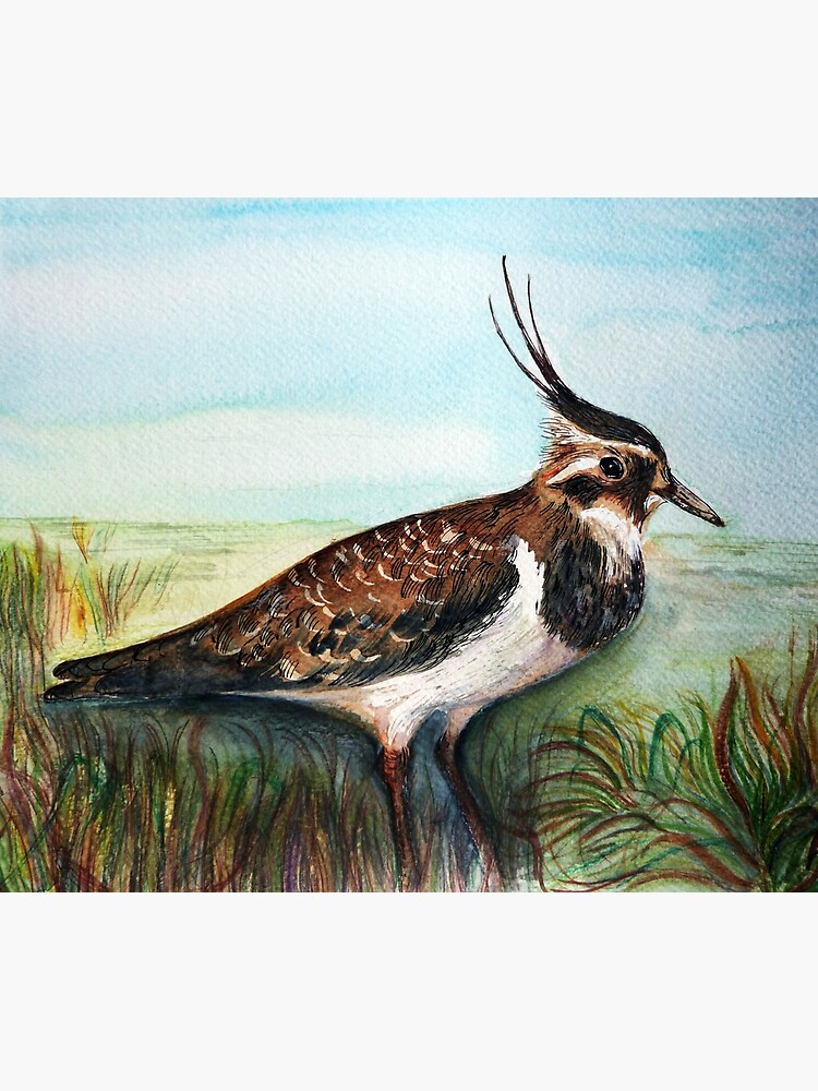 "Lapwing bird hand-painted watercolor painting bird artwork" Poster by ...
