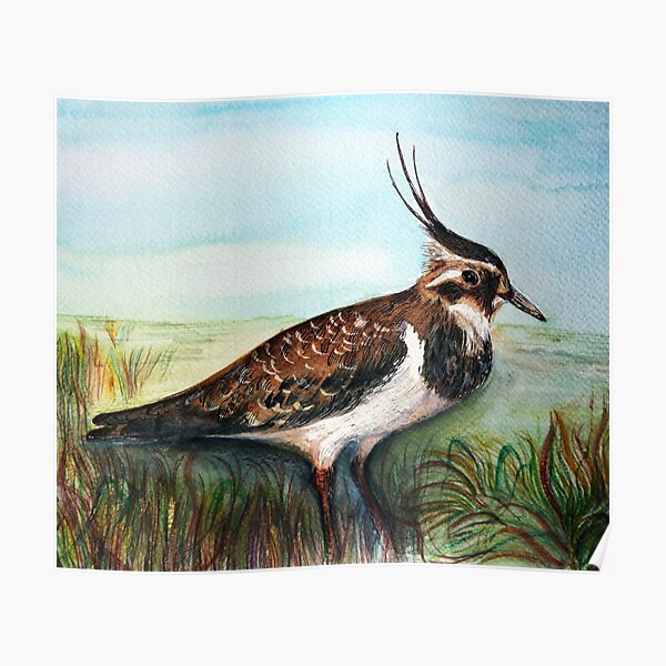 "Lapwing bird hand-painted watercolor painting bird artwork" Poster by ...