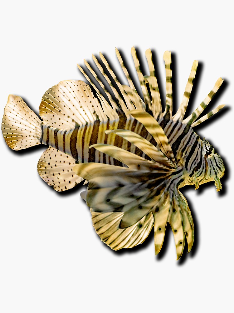 "Lionfish 02" Sticker by WWestmoreland | Redbubble