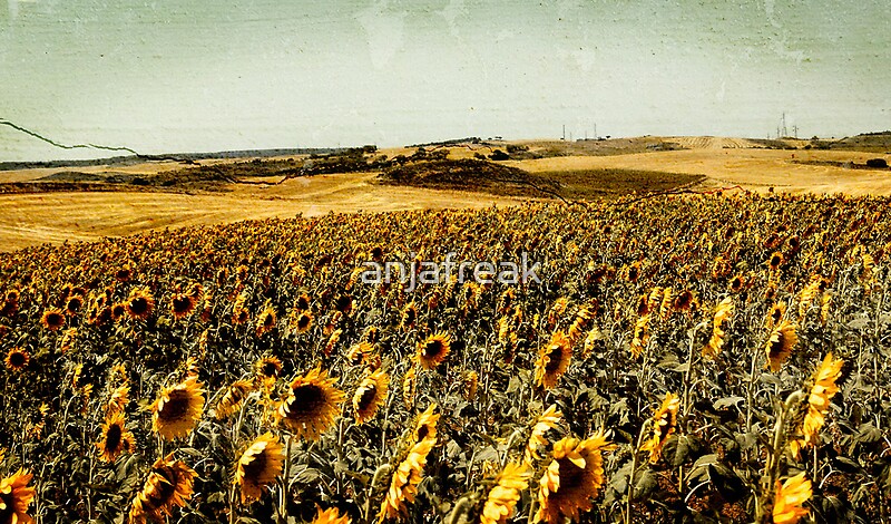 « Sunflower Field Vintage » par anjafreak | Redbubble