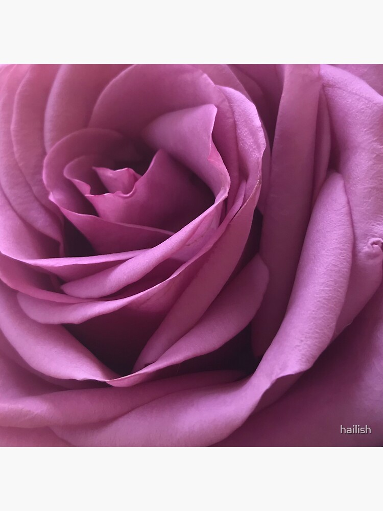 "Purple Rose" Sticker for Sale by hailish | Redbubble