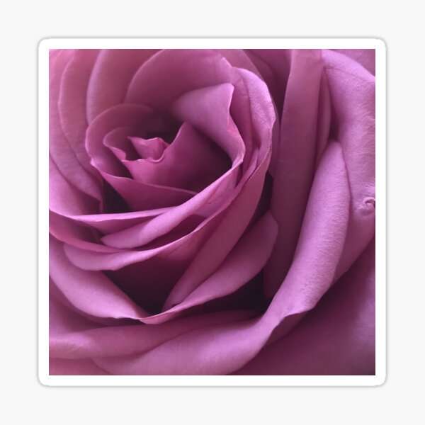 "Purple Rose" Sticker for Sale by hailish | Redbubble