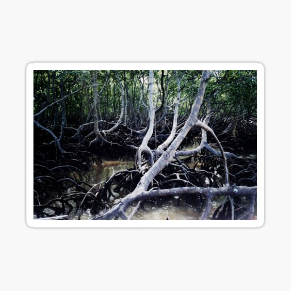 "Mangroves Swamp Coastal Tropical Trees, Brasil" Sticker by worldways ...