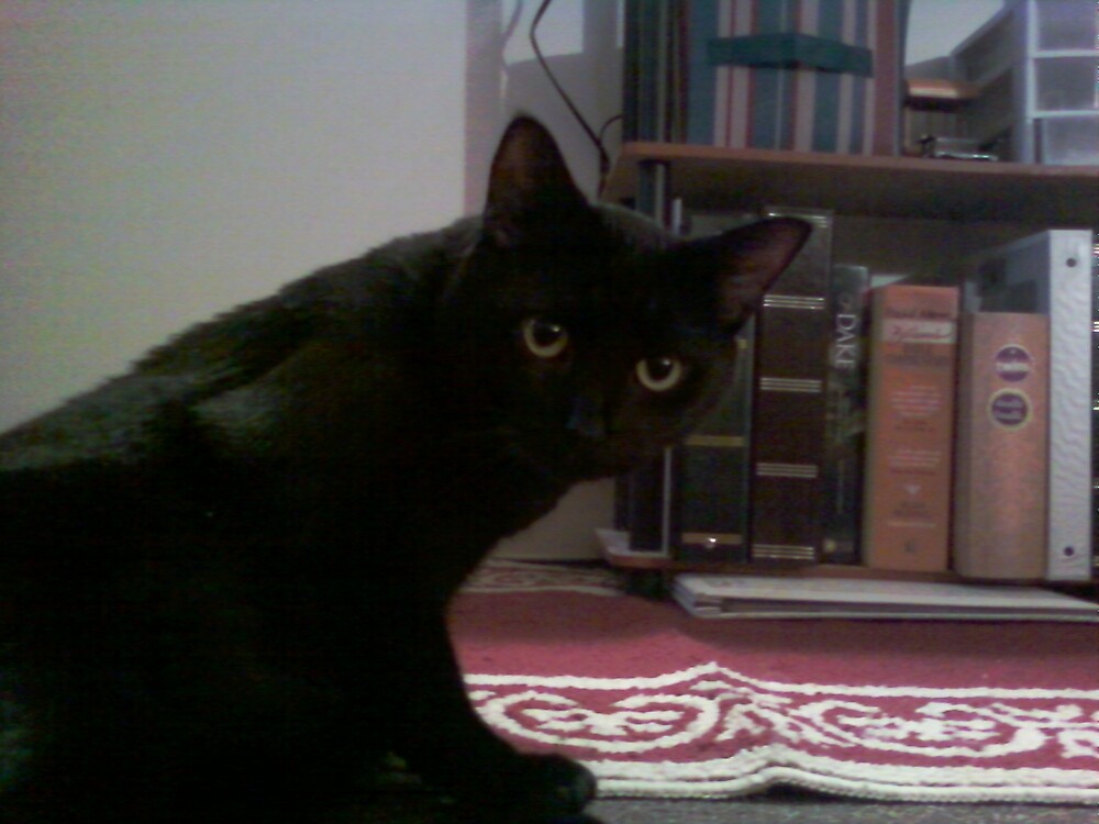 "MY DEAR CAT" by catnip addict manor | Redbubble