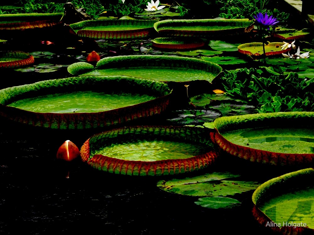 "Giant lily pads" by Alina Holgate | Redbubble