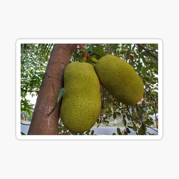 "Jackfruit Miniskirt" Sticker by stickersandtees | Redbubble