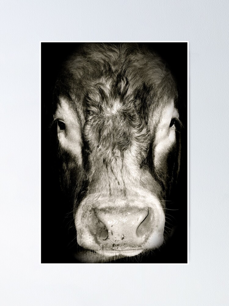 "Bull Head" Poster for Sale by itchingink | Redbubble