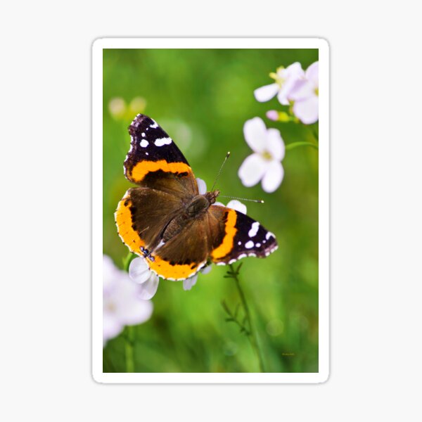 "Red Admiral Butterfly" Sticker for Sale by rollosphotos | Redbubble