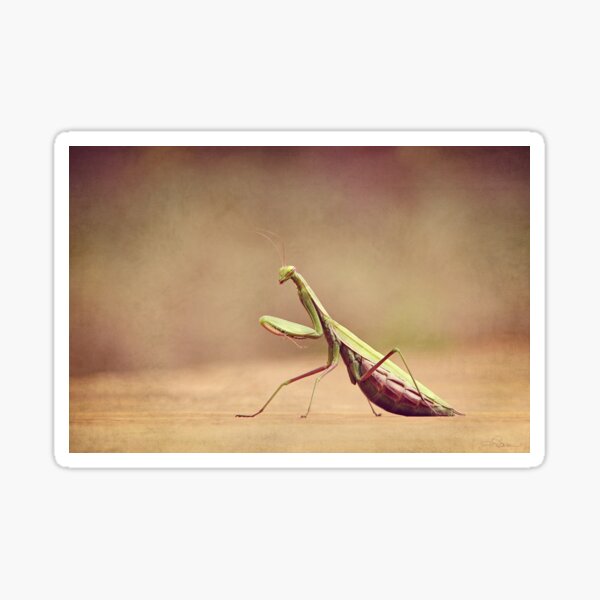 "Praying Mantis - Queen of the Garden" Sticker for Sale by reneedawson ...