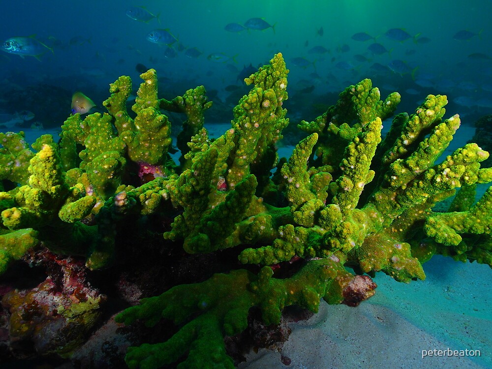 "sunset dive 2 warroora lagoon,ningaloo reef" by peterbeaton | Redbubble