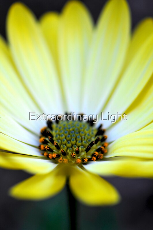 "Sunshine" by Extraordinary Light | Redbubble
