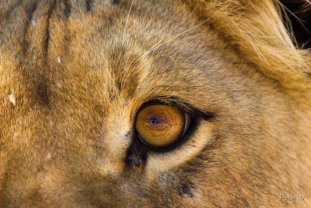 "Lion's Eye with Reflection" by Peterkb | Redbubble