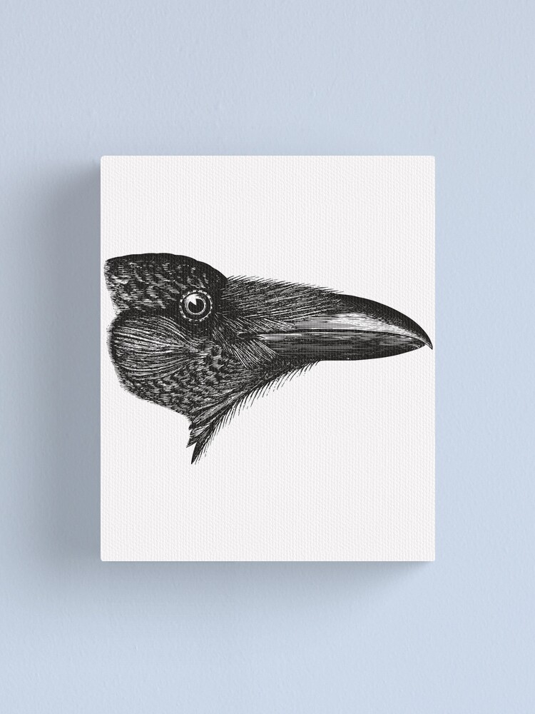 "American Raven scientific Vintage Engraving" Canvas Print by ...