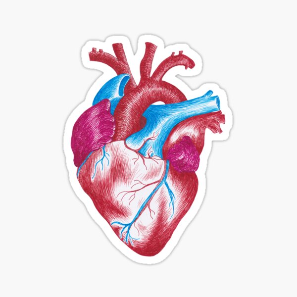 "Human Heart - anatonical, hand drawn with pen & ink" Sticker for Sale ...
