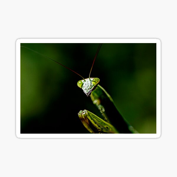 "Defender Of The Garden - Preying Mantis" Sticker for Sale by ...