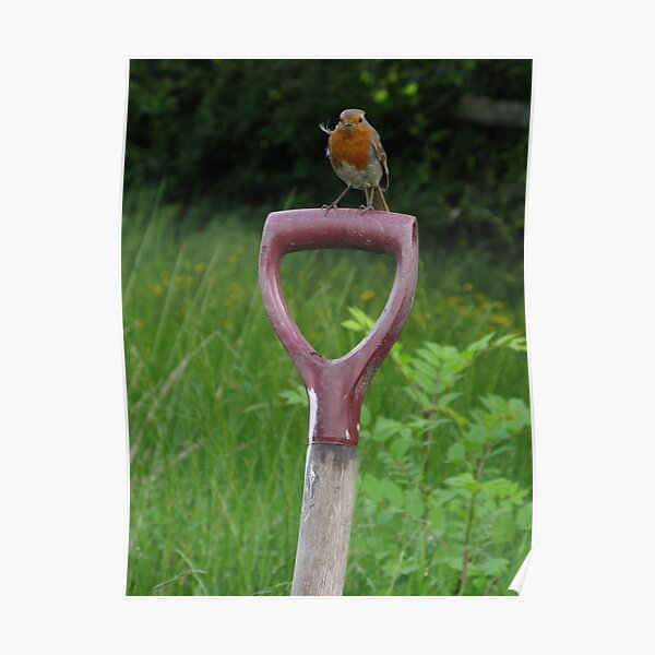 "classic picture of a robin on a garden spade" by michaelwallwork ...