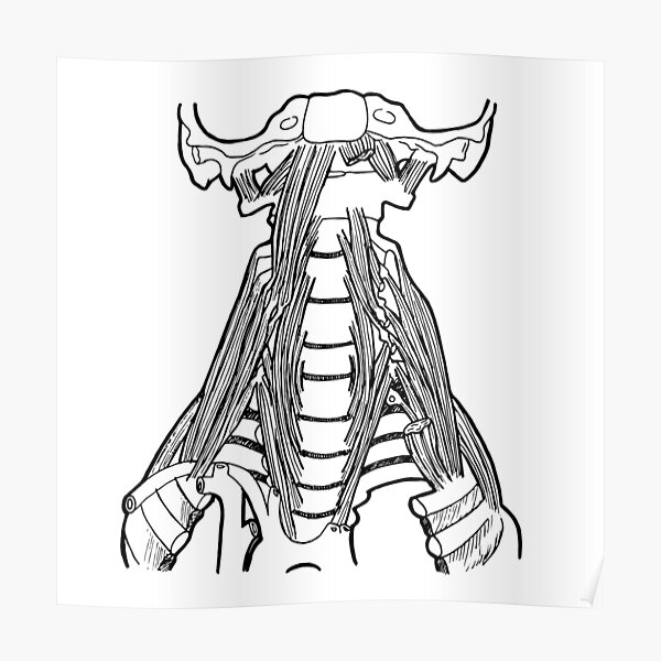 "Neck Muscles - Black Outline" Poster for Sale by S-Lo805 | Redbubble