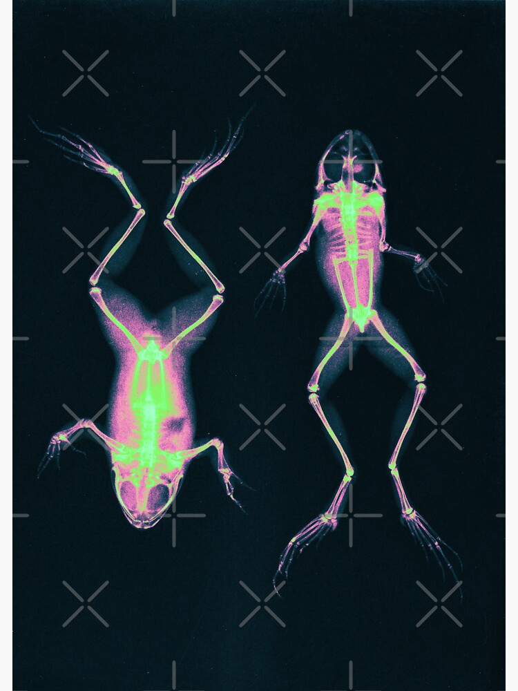 "Magic Frog X Rays" Sticker for Sale by trajeado14 | Redbubble
