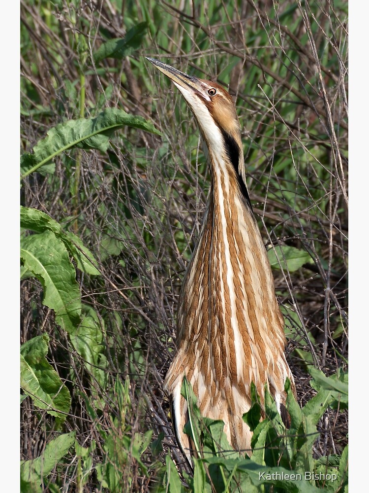 "Male American Bittern in Breeding Plumage " Poster for Sale by ...