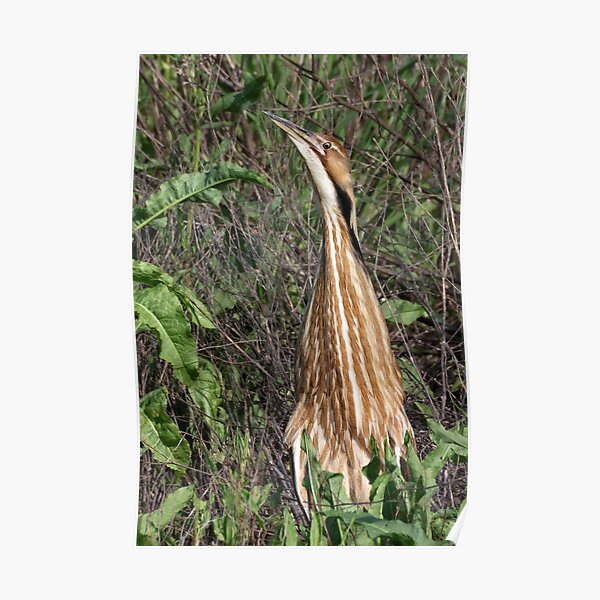 "Male American Bittern in Breeding Plumage " Poster for Sale by ...